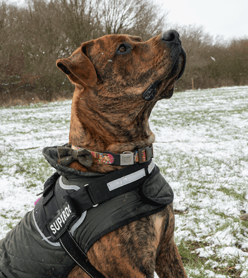 Mud Dogs | Mud Dogs Boots