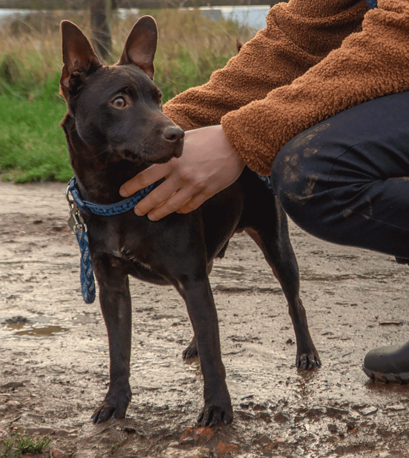 Mud Dogs | Mud Dogs Boots
