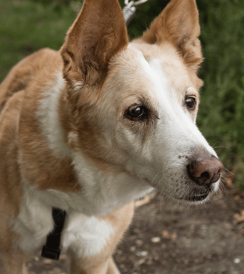 Mud Dogs | Mud Dogs Boots